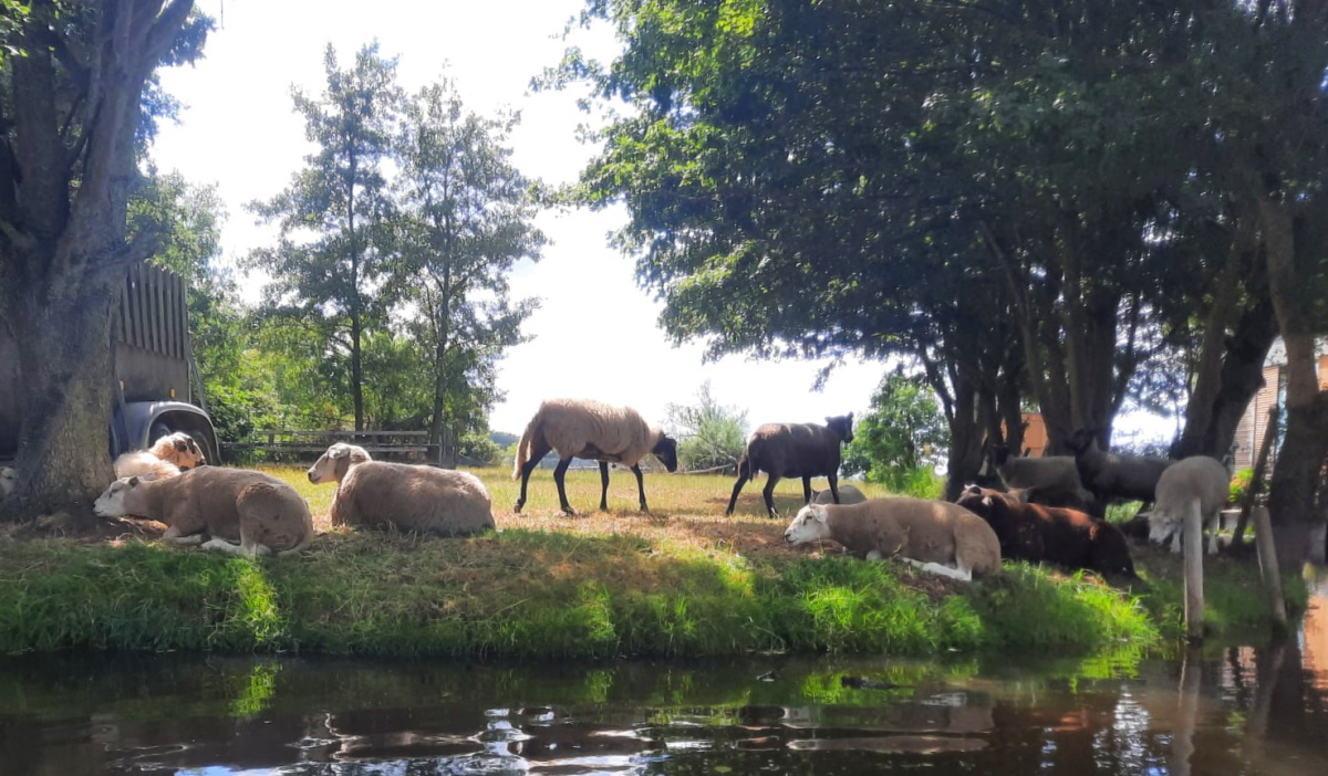 Oude Dorpentocht - Reeuwijk